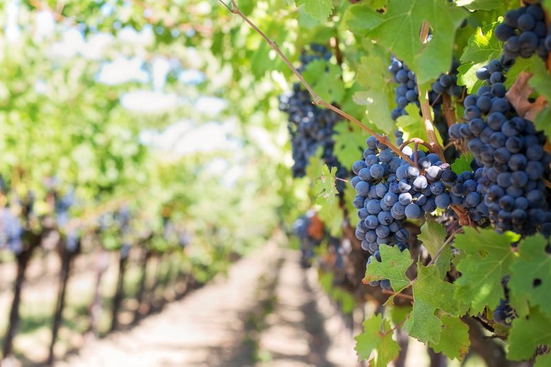 Advantages of Modern Irrigation on Vineyard Production – Right Water ...